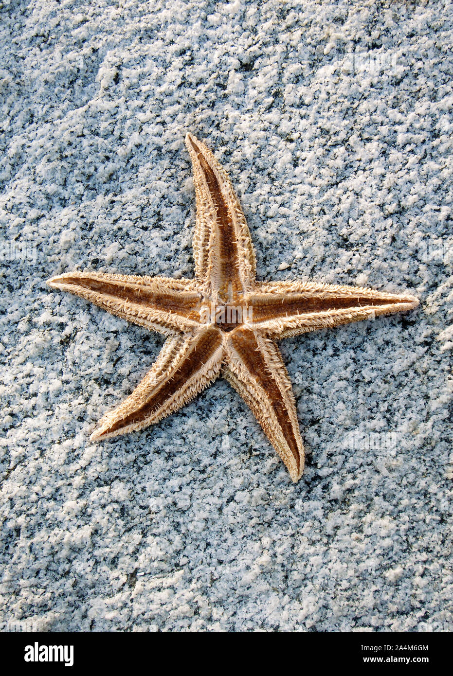 Dead starfish shore hi-res stock photography and images - Alamy