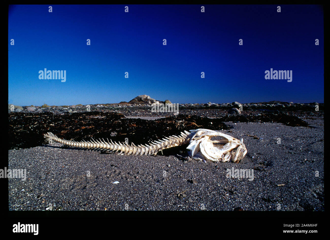 Cod skeleton hi-res stock photography and images - Alamy