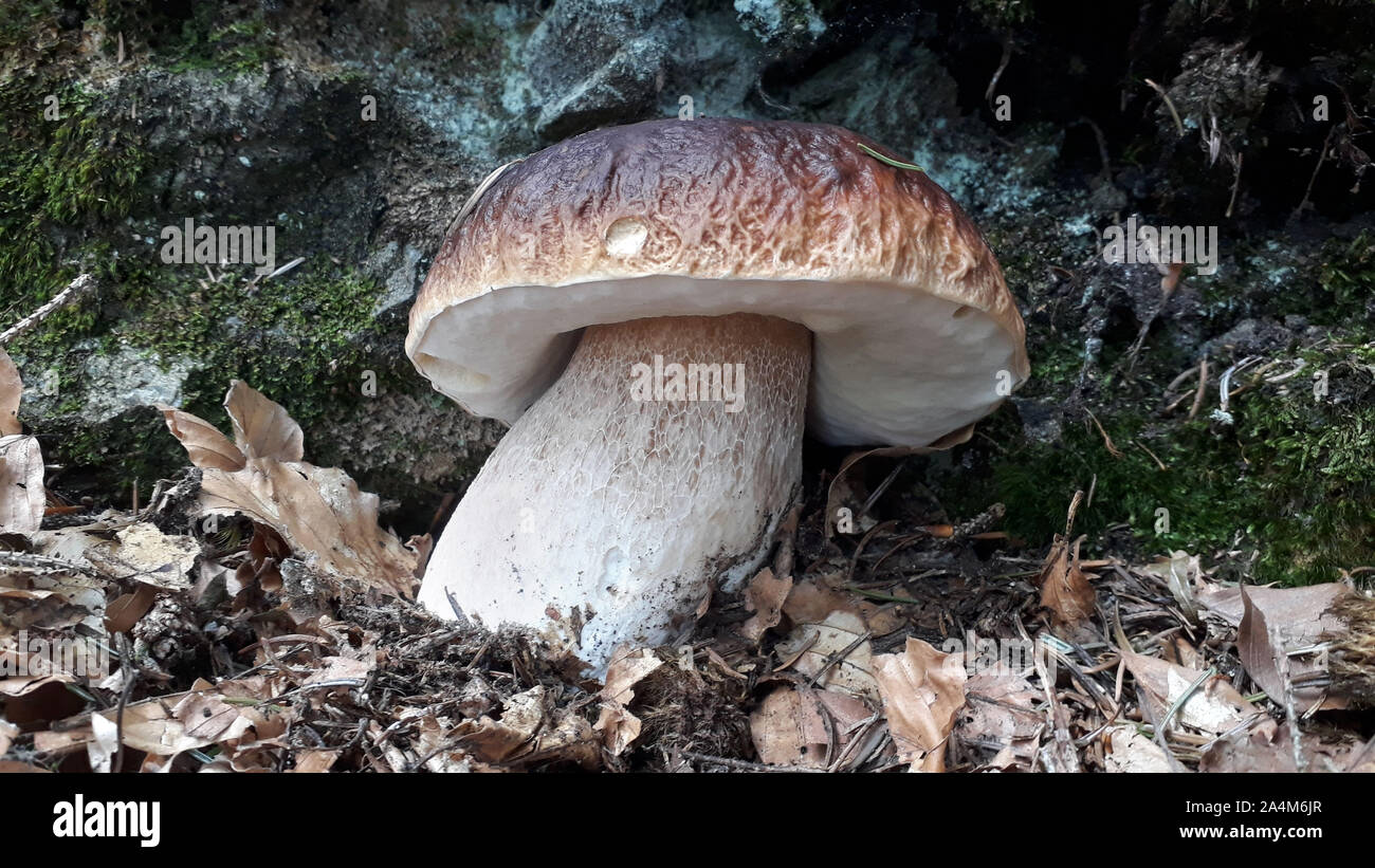 King bolete boletus edulis mushroom hi-res stock photography and images ...