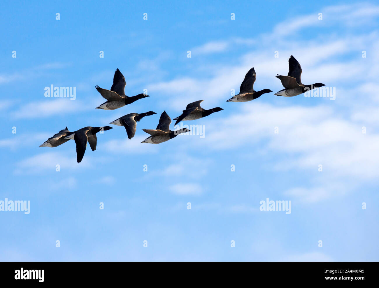 Birds in the sky Stock Photo - Alamy