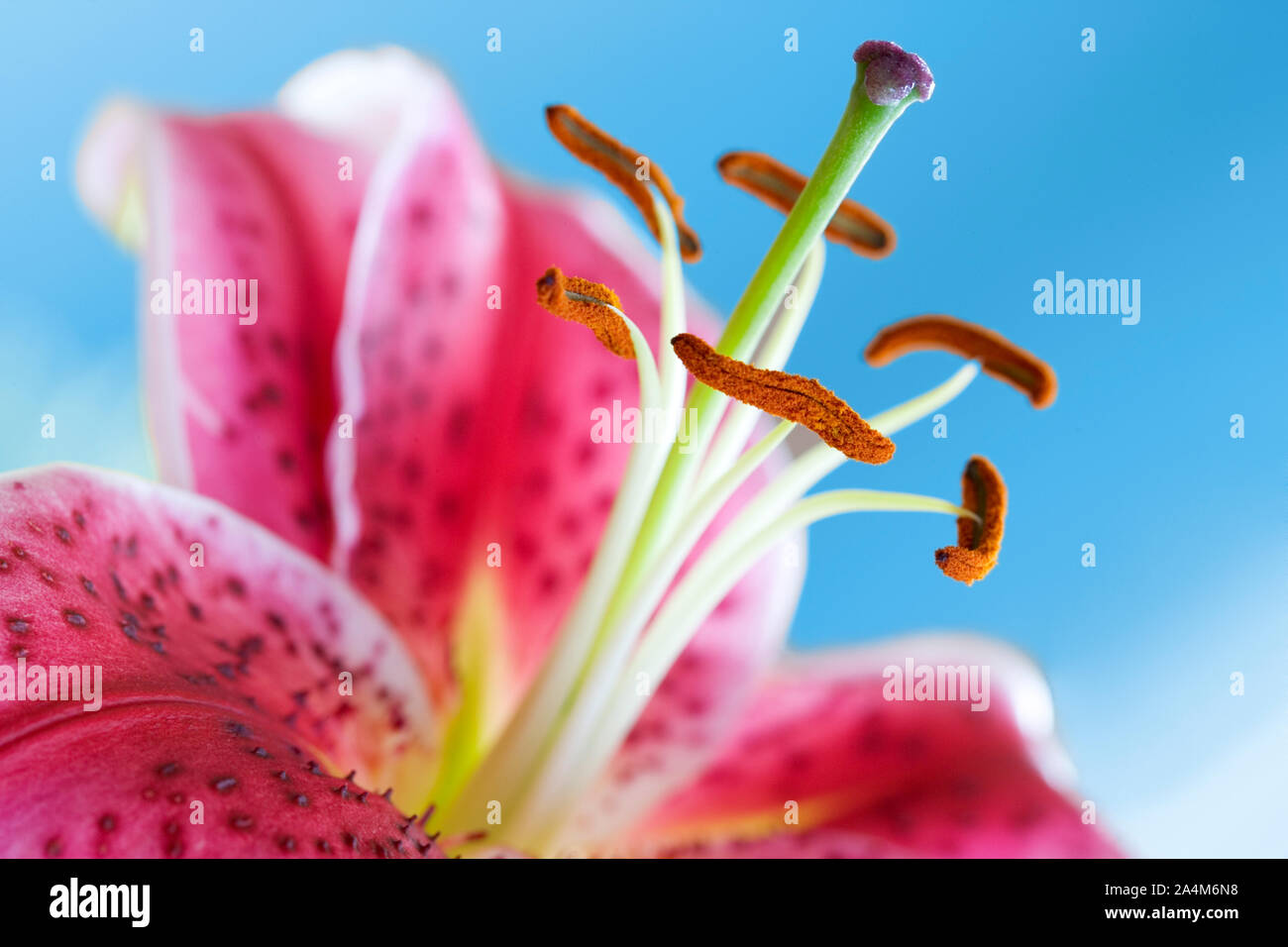 Stamen - pollen - pollination Stock Photo - Alamy