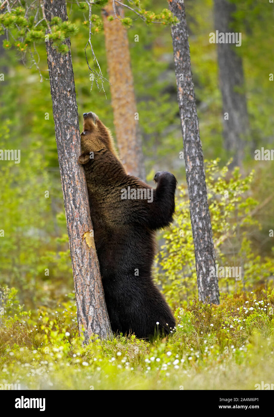 Tree mammals hi-res stock photography and images - Alamy