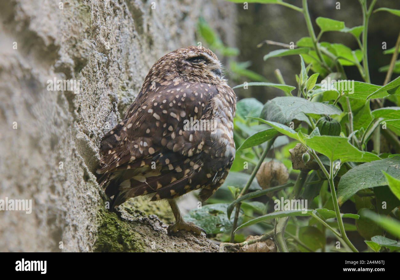 Cloudforest pygmy owl hi-res stock photography and images - Alamy
