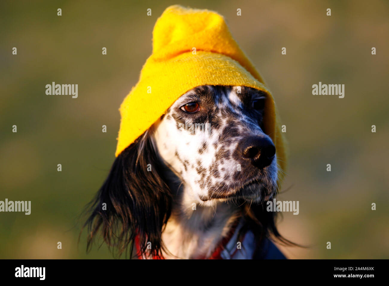 Setter wearing yellow cap Stock Photo - Alamy
