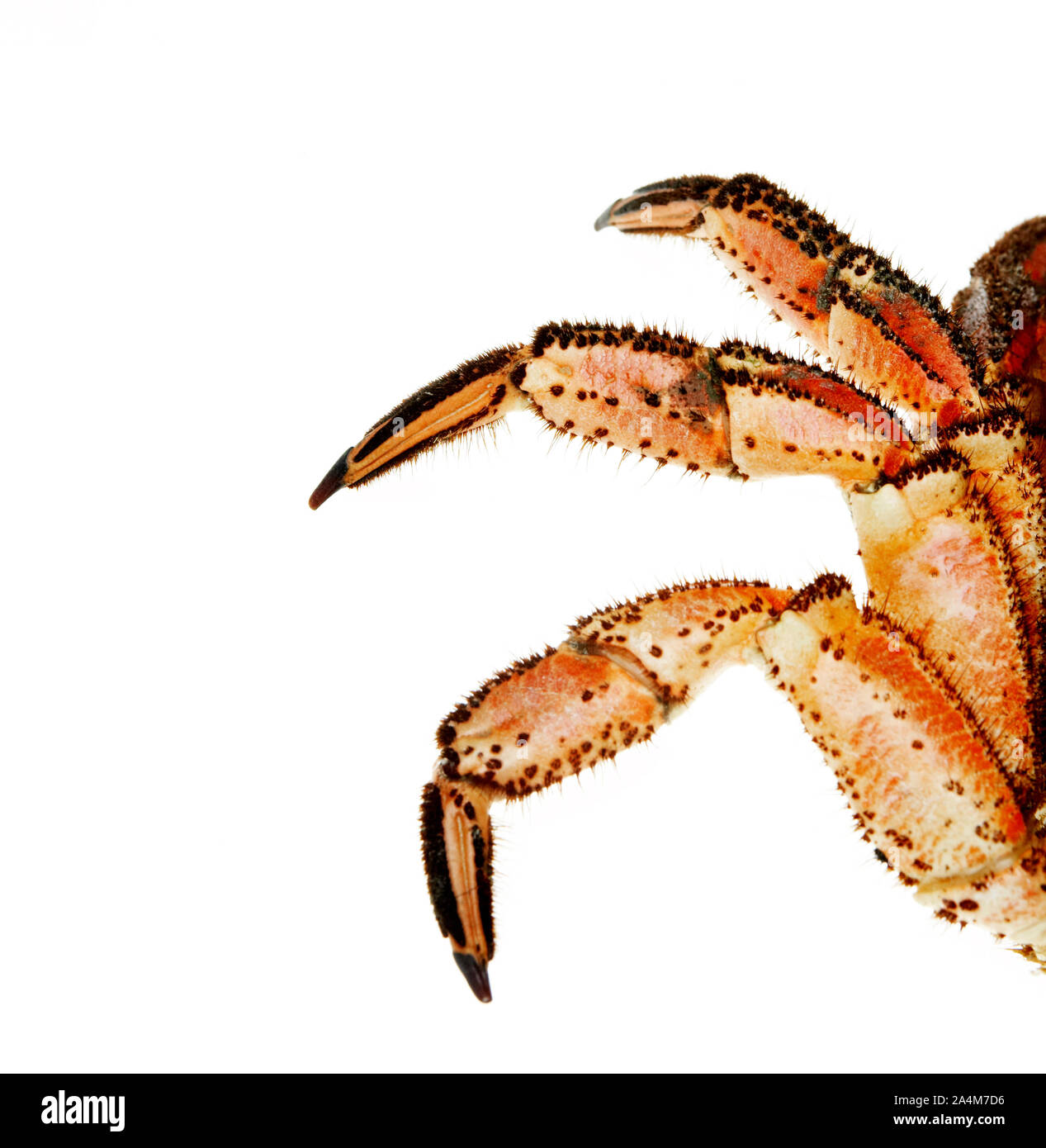 Form of claws hi-res stock photography and images - Alamy