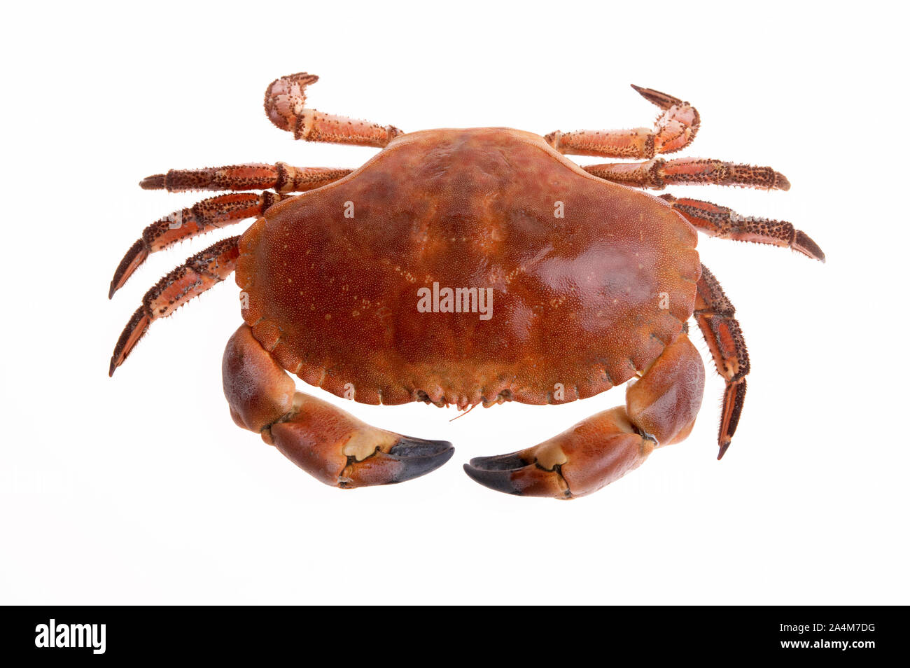 Claws animals hi-res stock photography and images - Alamy