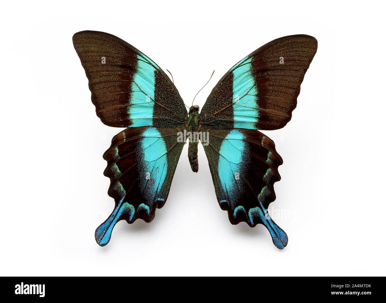 Butterfly wings details Cut Out Stock Images & Pictures - Alamy