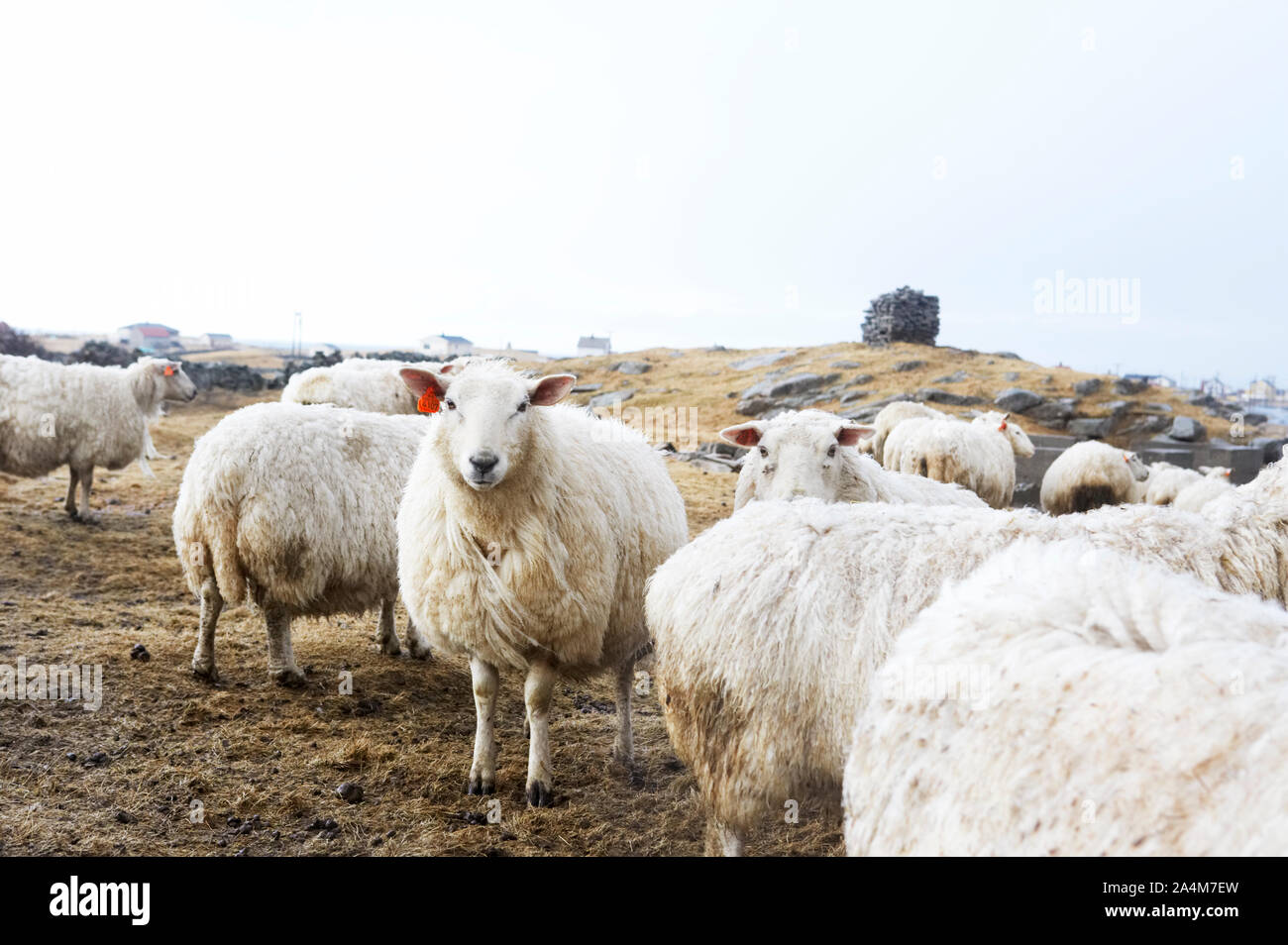 Sheep in RÂØst Stock Photo - Alamy