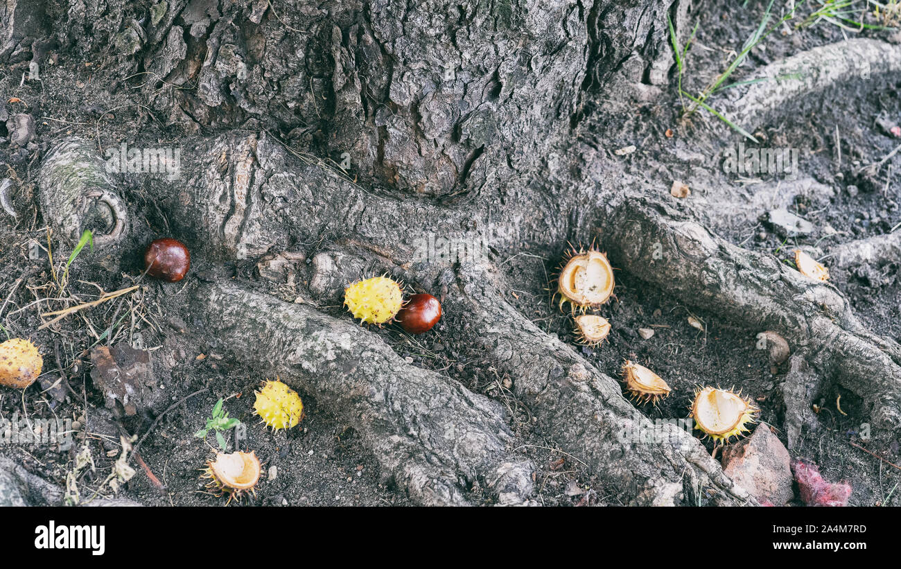 Gnarled fruit tree hi-res stock photography and images - Alamy
