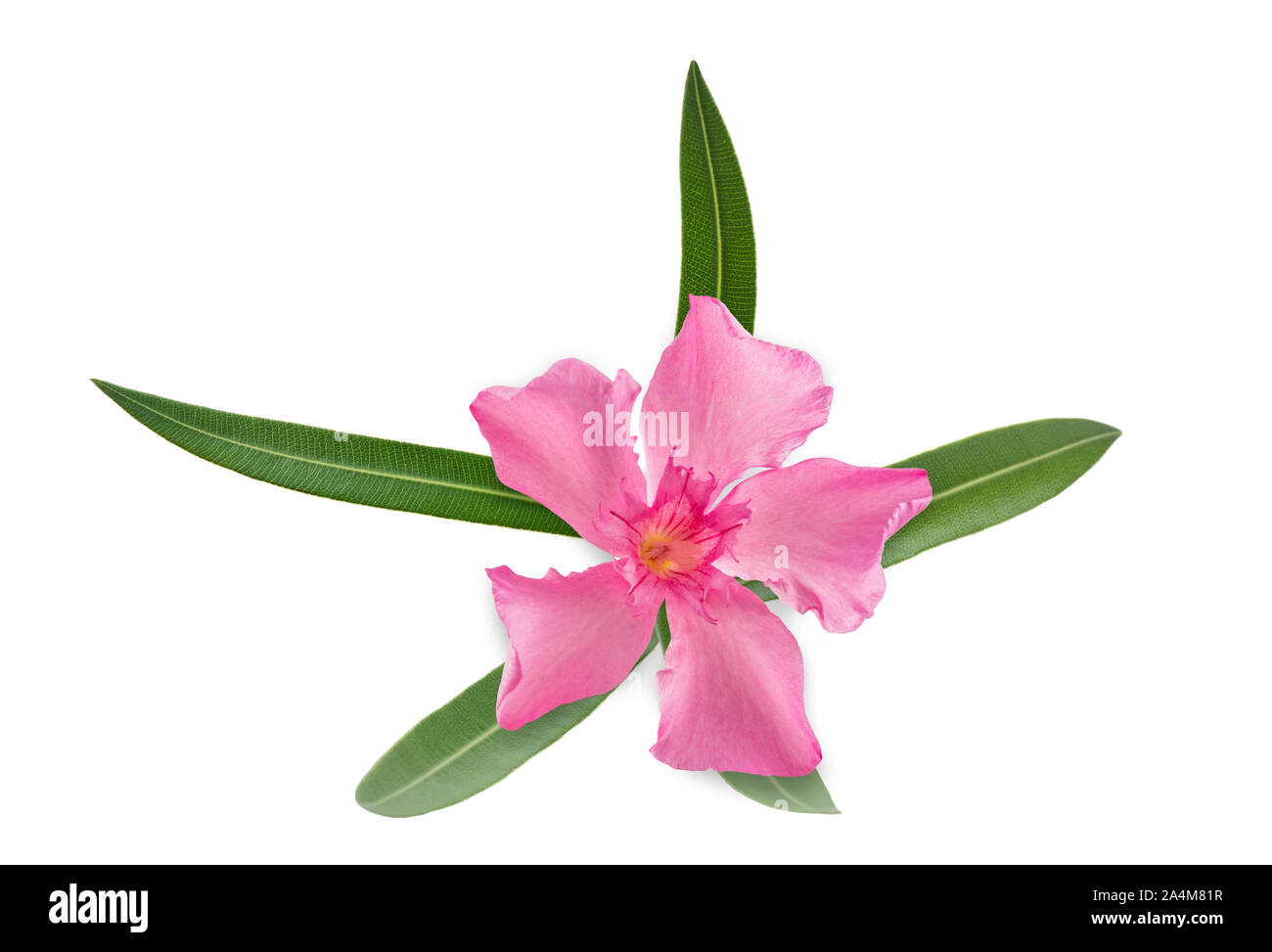 Nerium Oleander branch with flower and leaves isolated on white Stock ...