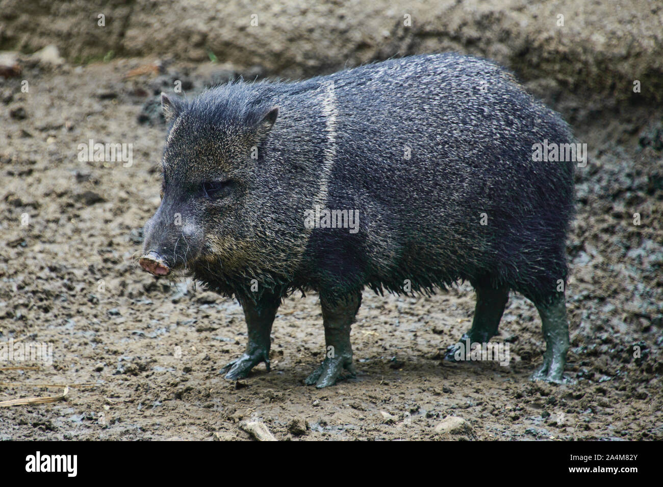Collared peccary (Pecari tajacu), Ecuador Stock Photo - Alamy