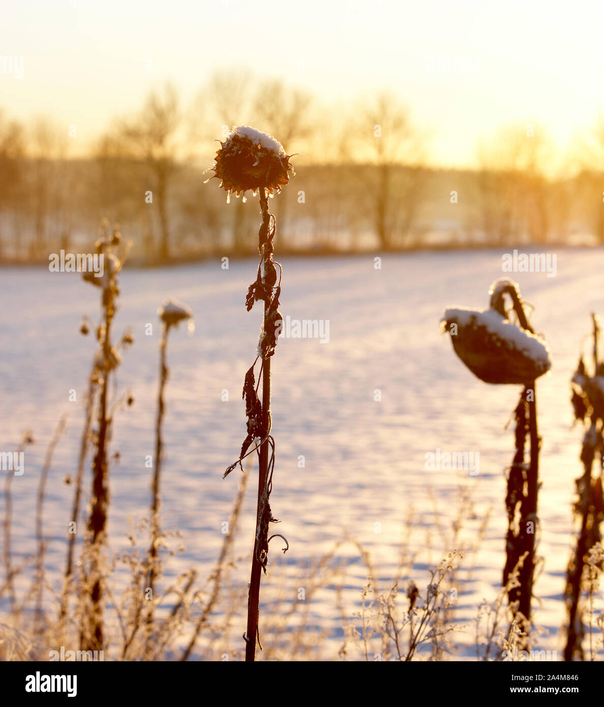 Withered sunflowers in winter hi-res stock photography and images - Alamy