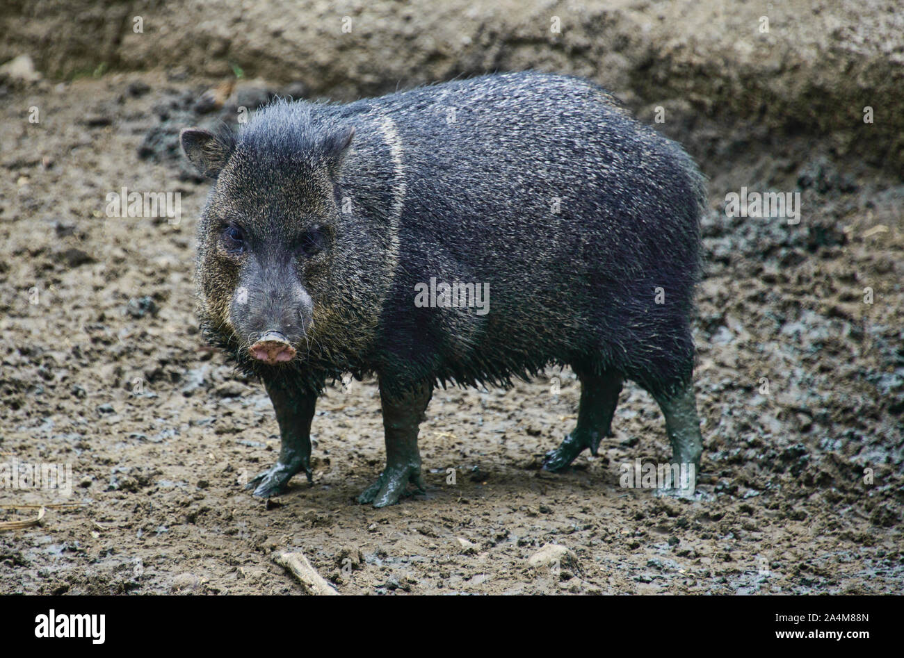 Collared peccary (Pecari tajacu), Ecuador Stock Photo - Alamy