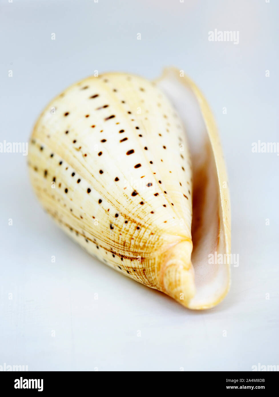 Shell shapes hi-res stock photography and images - Alamy