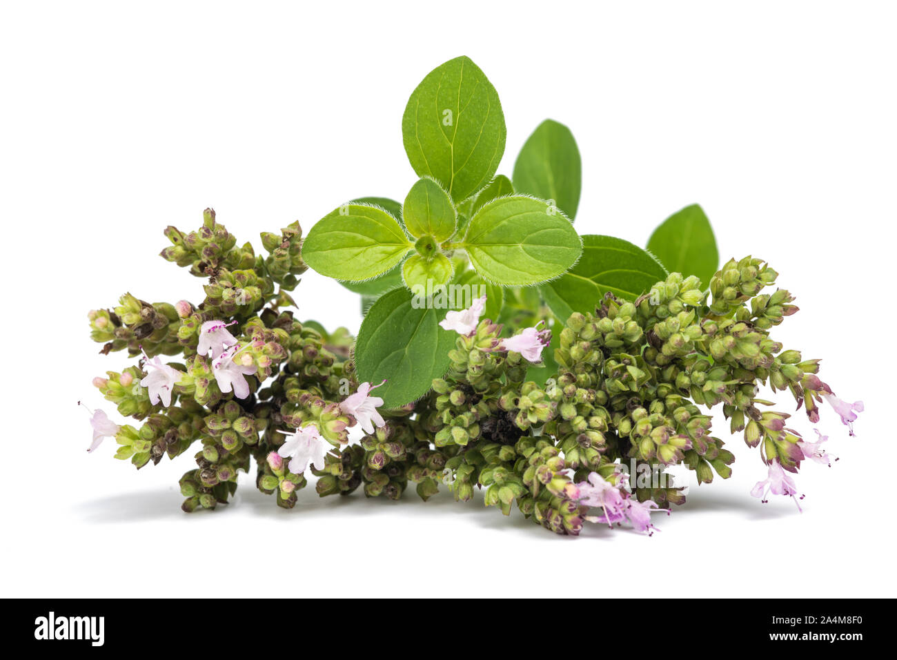 Fresh oregano isolated on white background Stock Photo - Alamy