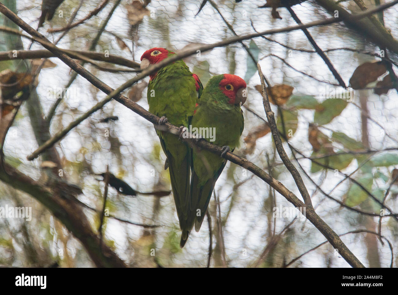 A pair of red-masked parakeets (Psittacara erythrogenys), Amaru Biopark ...