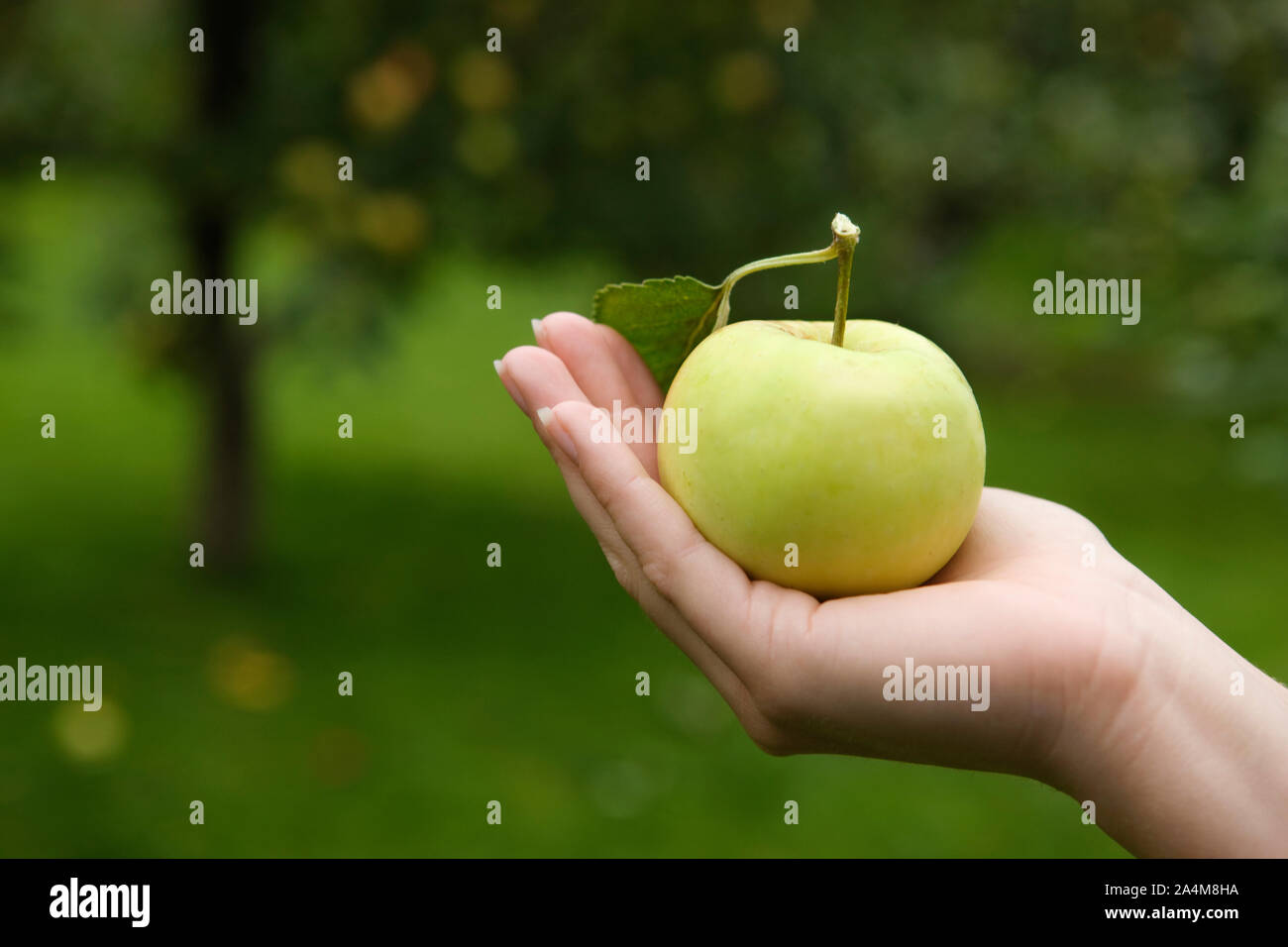 Holding an apple - temptation Stock Photo - Alamy