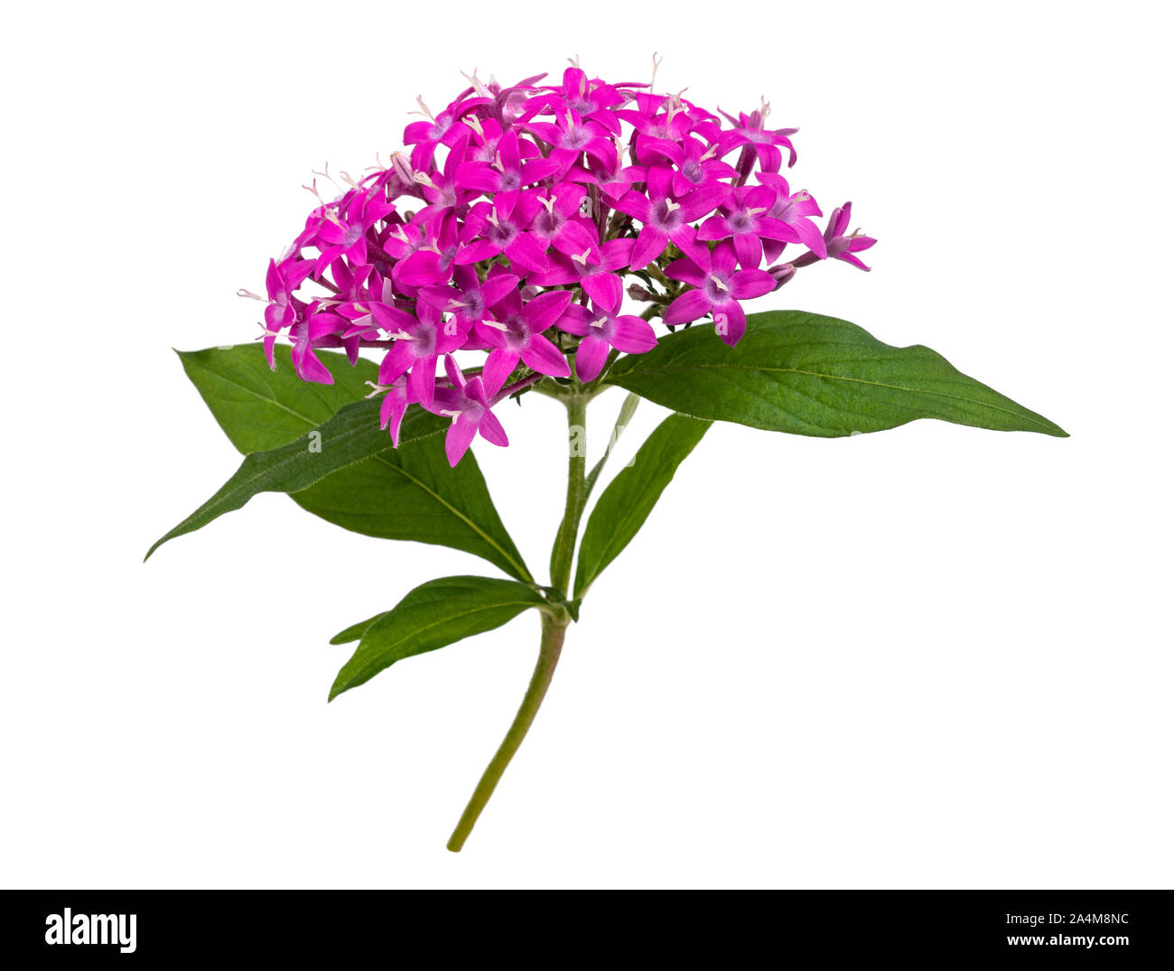Pentas lanceolata africa hi-res stock photography and images - Alamy