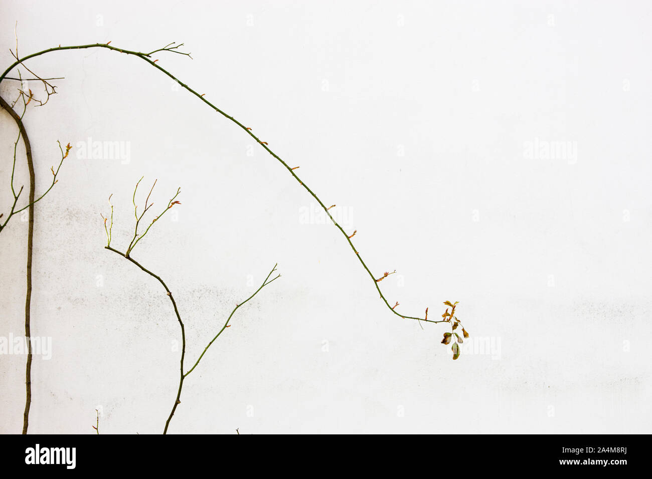 Branches details hi-res stock photography and images - Alamy