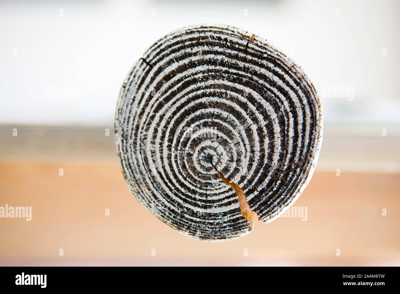 Annual ring hi-res stock photography and images - Alamy