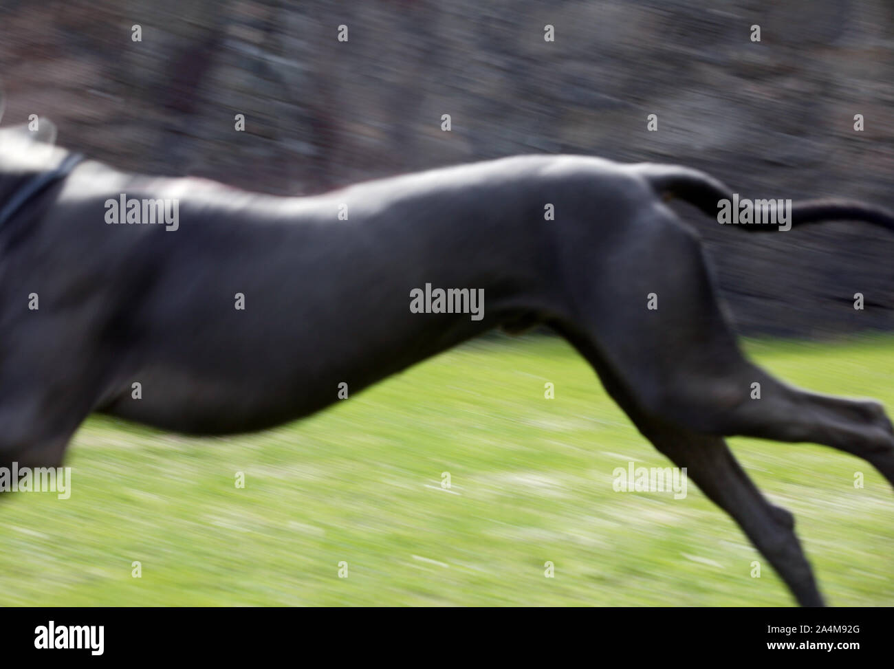 A Grand danois Stock Photo - Alamy