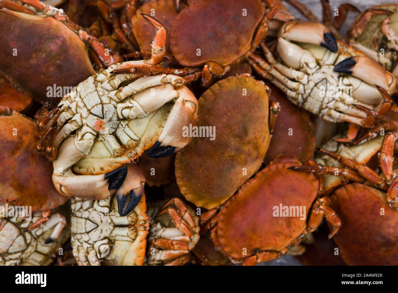 Crab form hi-res stock photography and images - Alamy