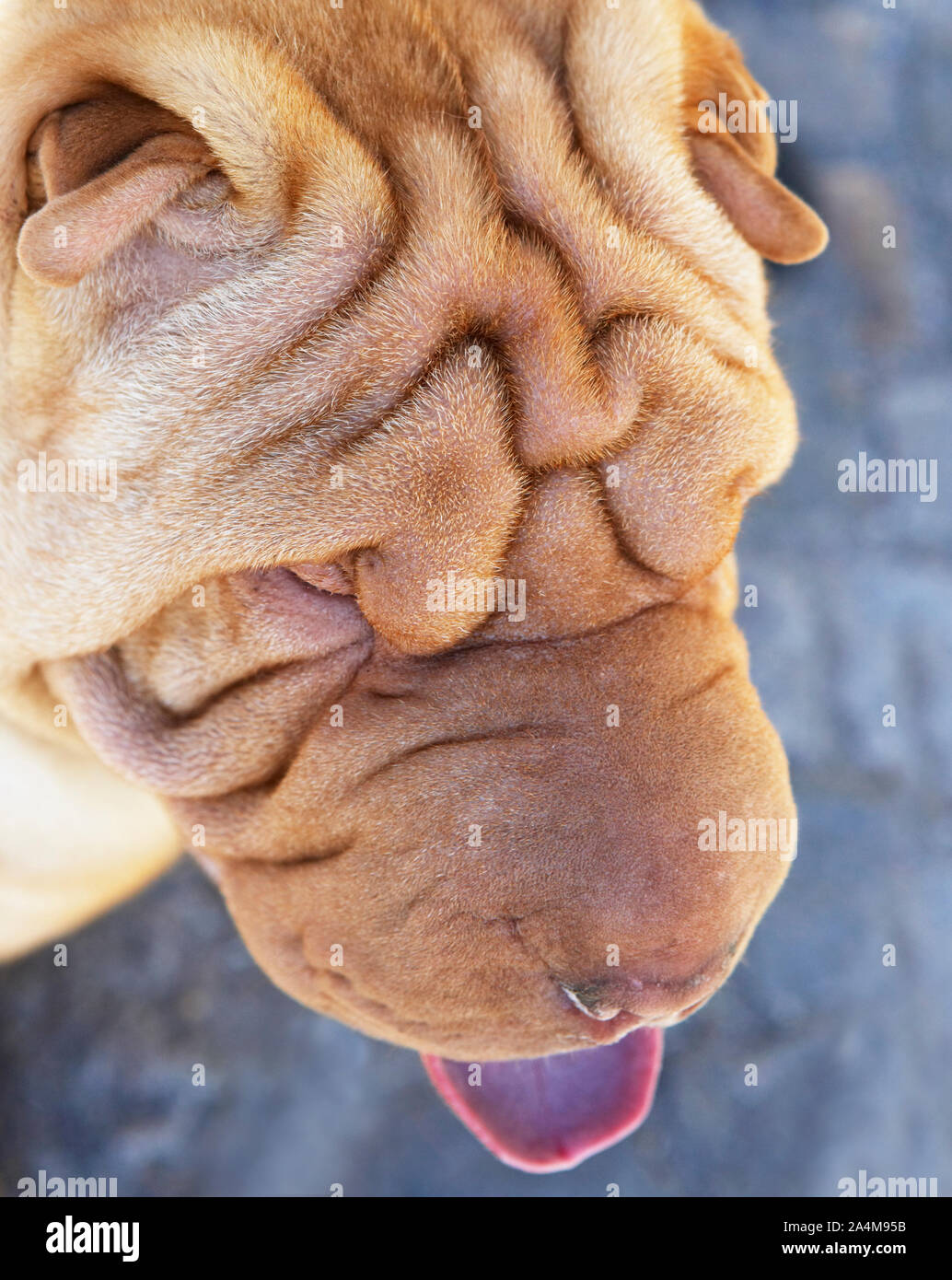 Folded skin on a dog Stock Photo - Alamy
