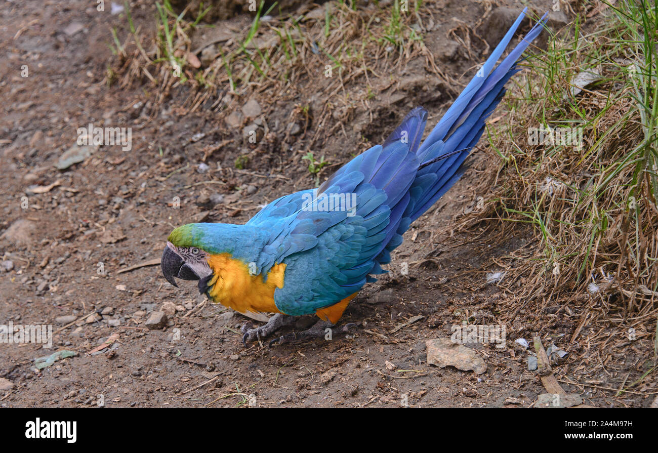 Blue and yellow macaw (Ara ararauna), Ecuador Stock Photo - Alamy