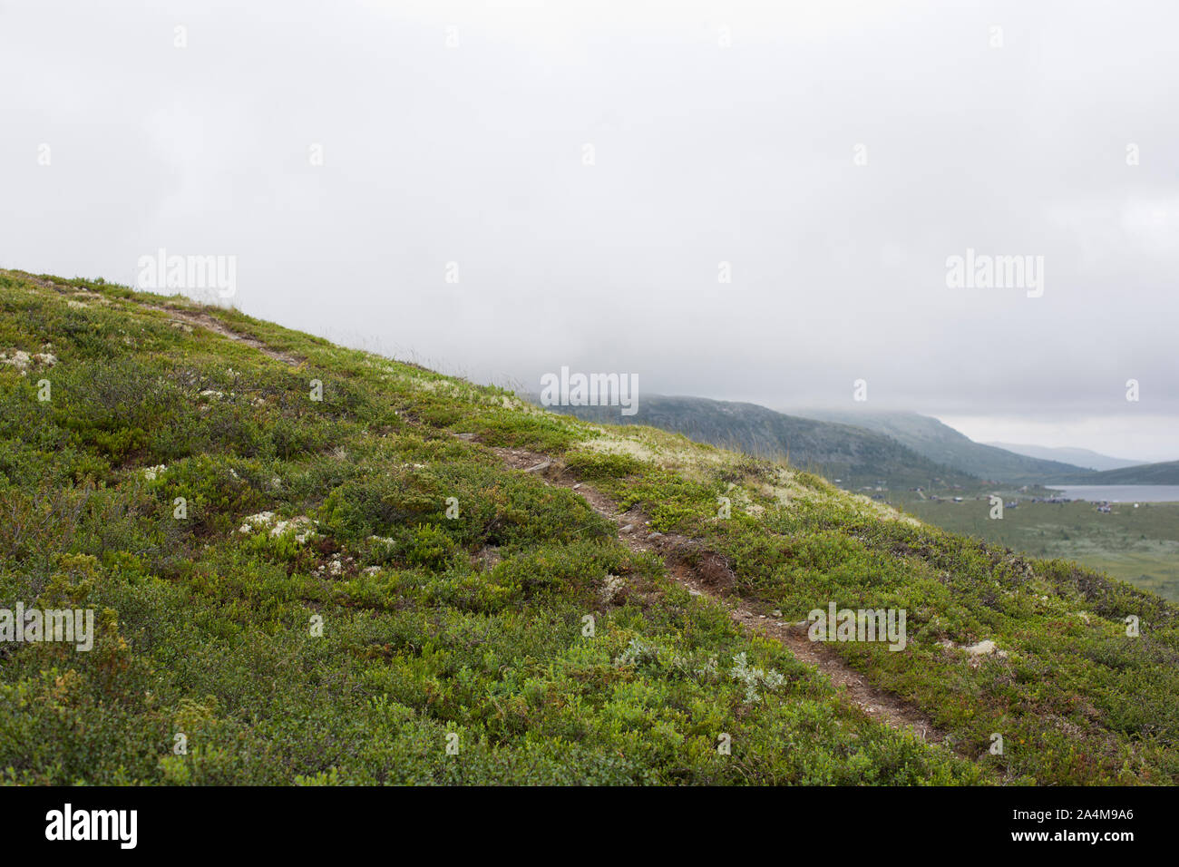 Turn moss hi-res stock photography and images - Alamy