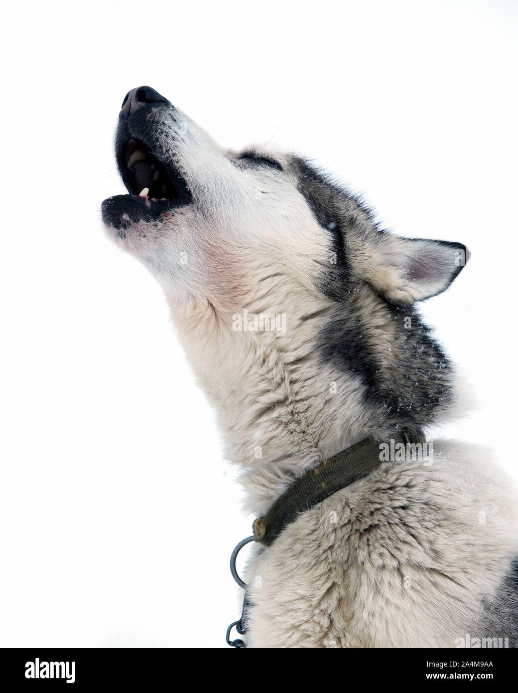 A barking polar dog. Howling Stock Photo - Alamy