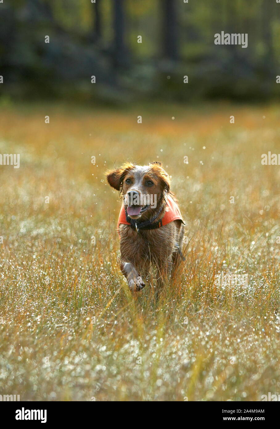 Hunting dog running Stock Photo - Alamy