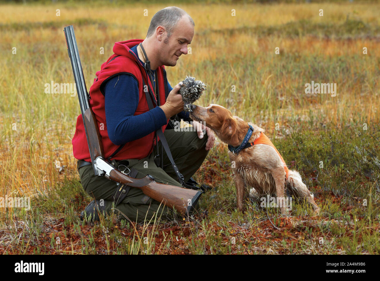 Hunting Dogs In Action