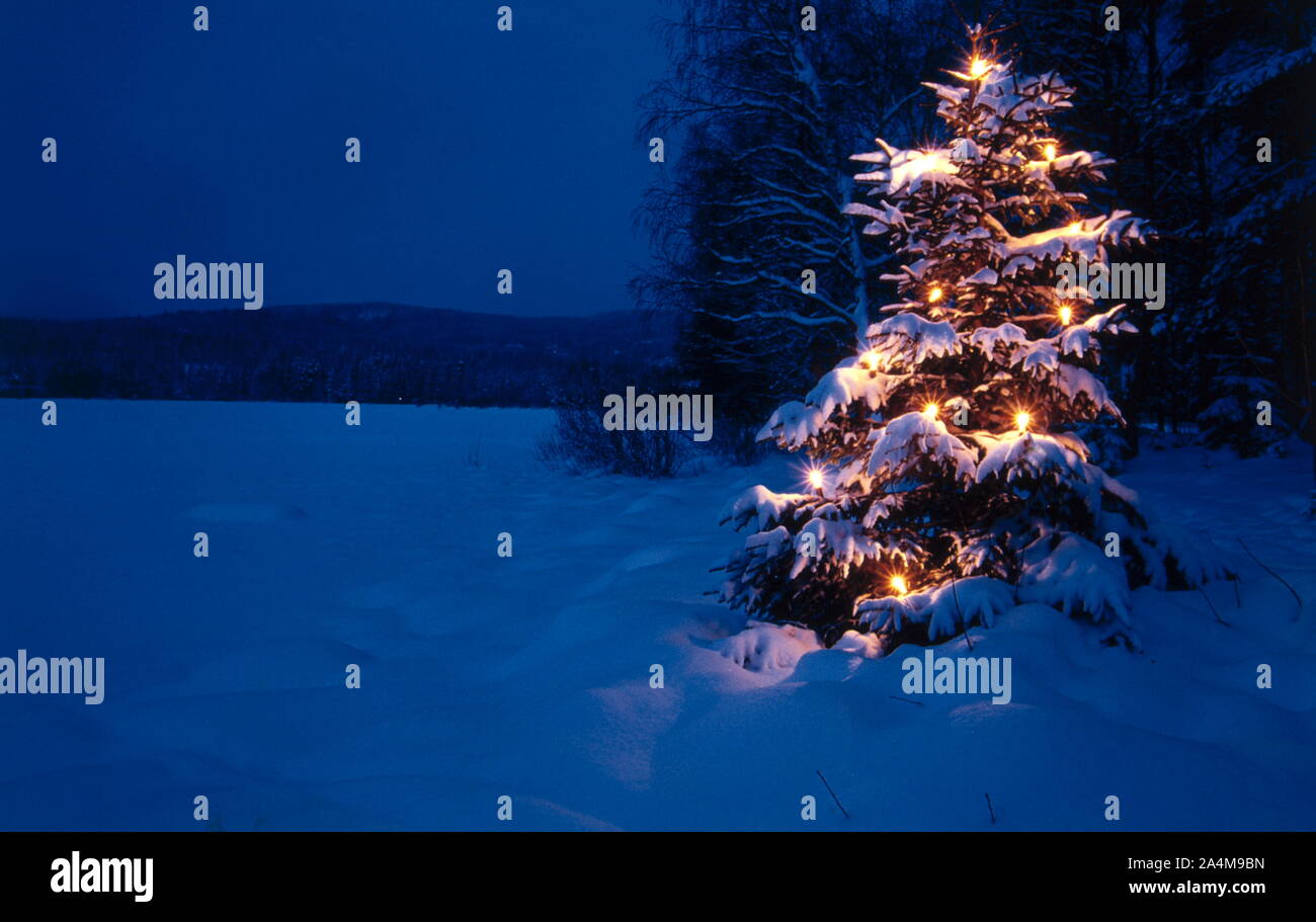 Snow covered christmas tree Stock Photo - Alamy