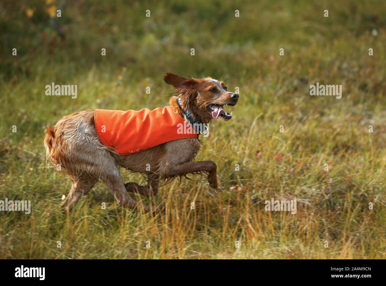 Hunting dog running Stock Photo - Alamy