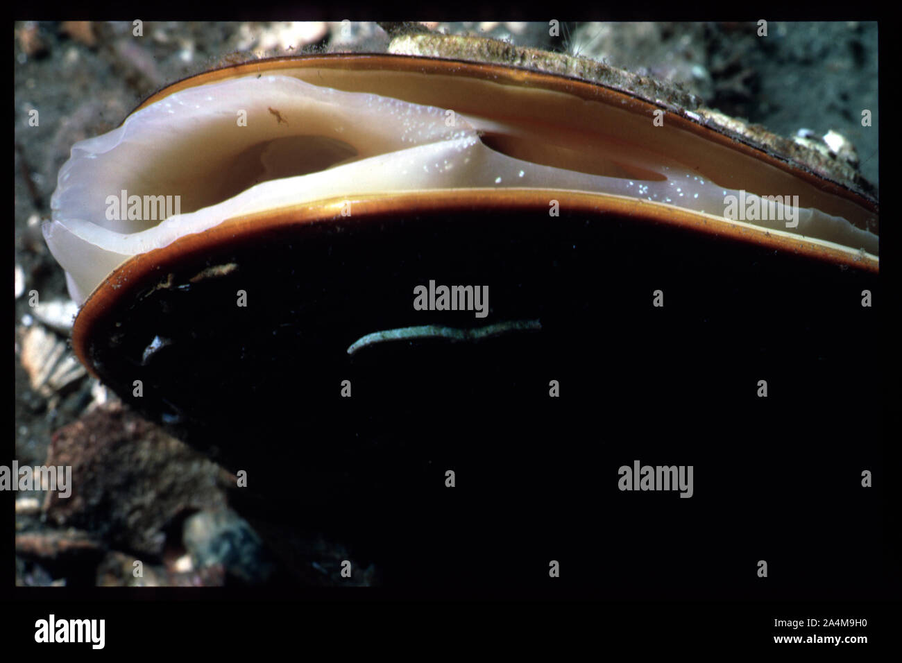 Cyprine hi-res stock photography and images - Alamy