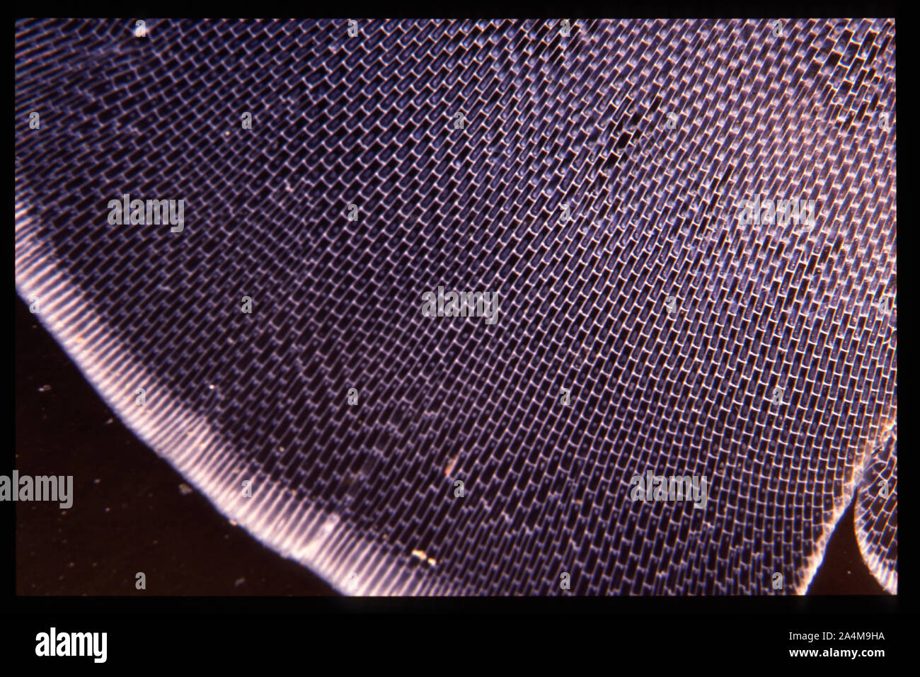 The Lacy-Crust Bryozoans - Membranipora membranacea Stock Photo - Alamy