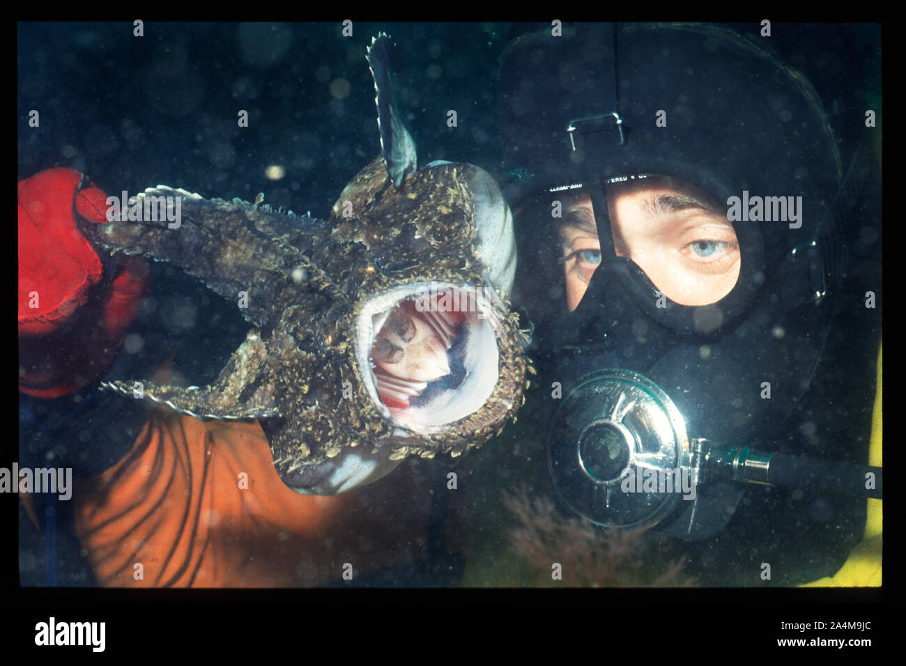 A diver and a Monkfish - Lophius piscatorius Stock Photo - Alamy