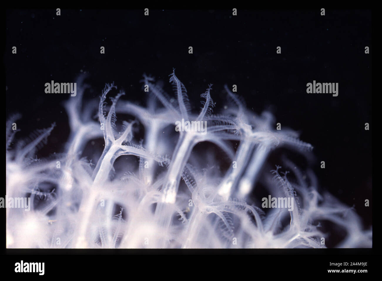 Tentacles of Dead man ´s fingers coral - Alcyonium digitatum Stock ...