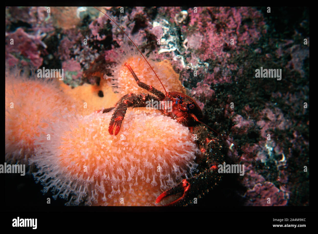 Munida rugosa hi-res stock photography and images - Alamy