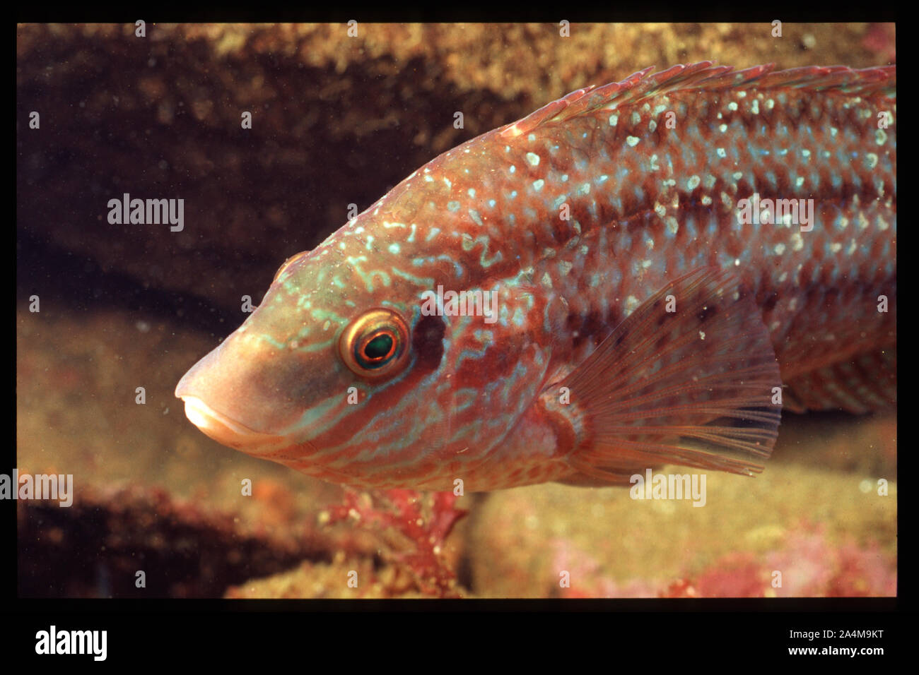 Corkwing High Resolution Stock Photography and Images - Alamy