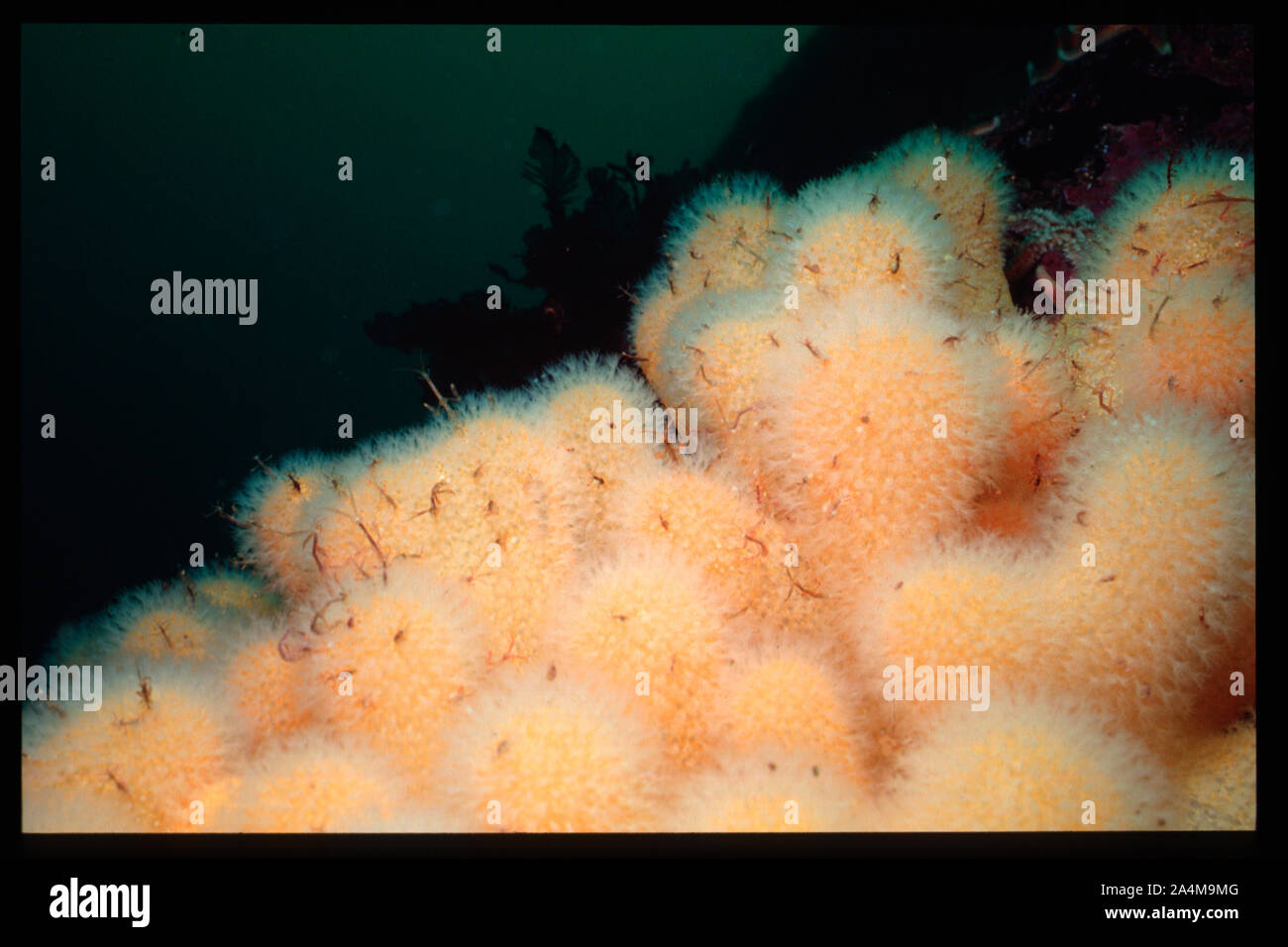 Caprella linearis hi-res stock photography and images - Alamy