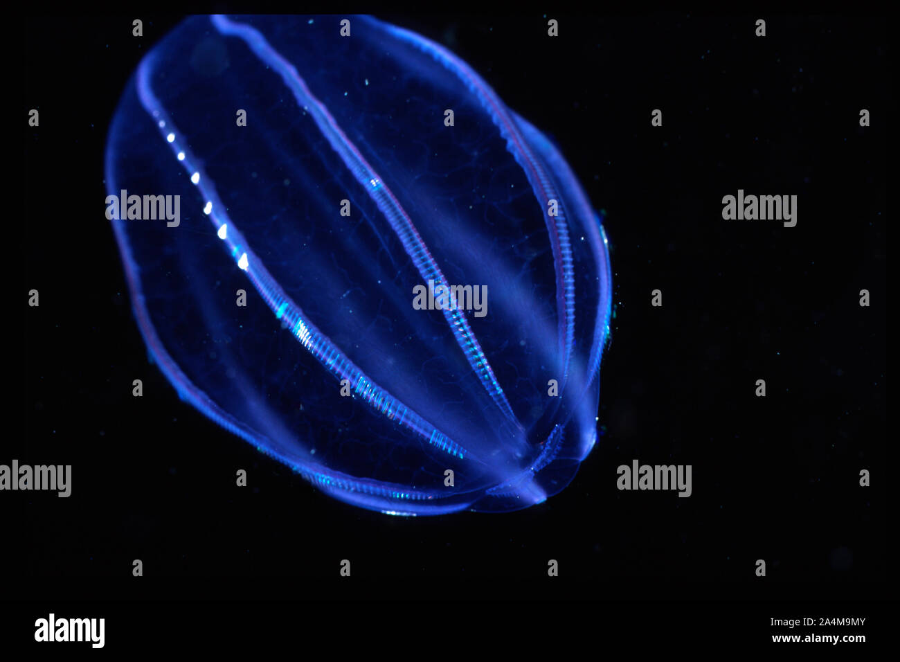 Sea gooseberry hi-res stock photography and images - Alamy