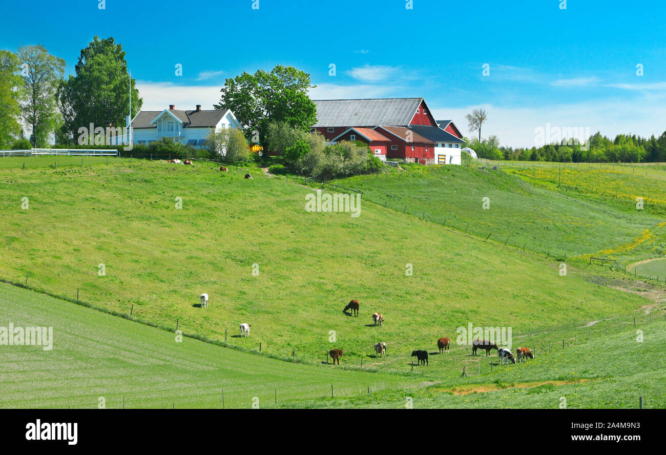 Cows landscapes hi-res stock photography and images - Alamy