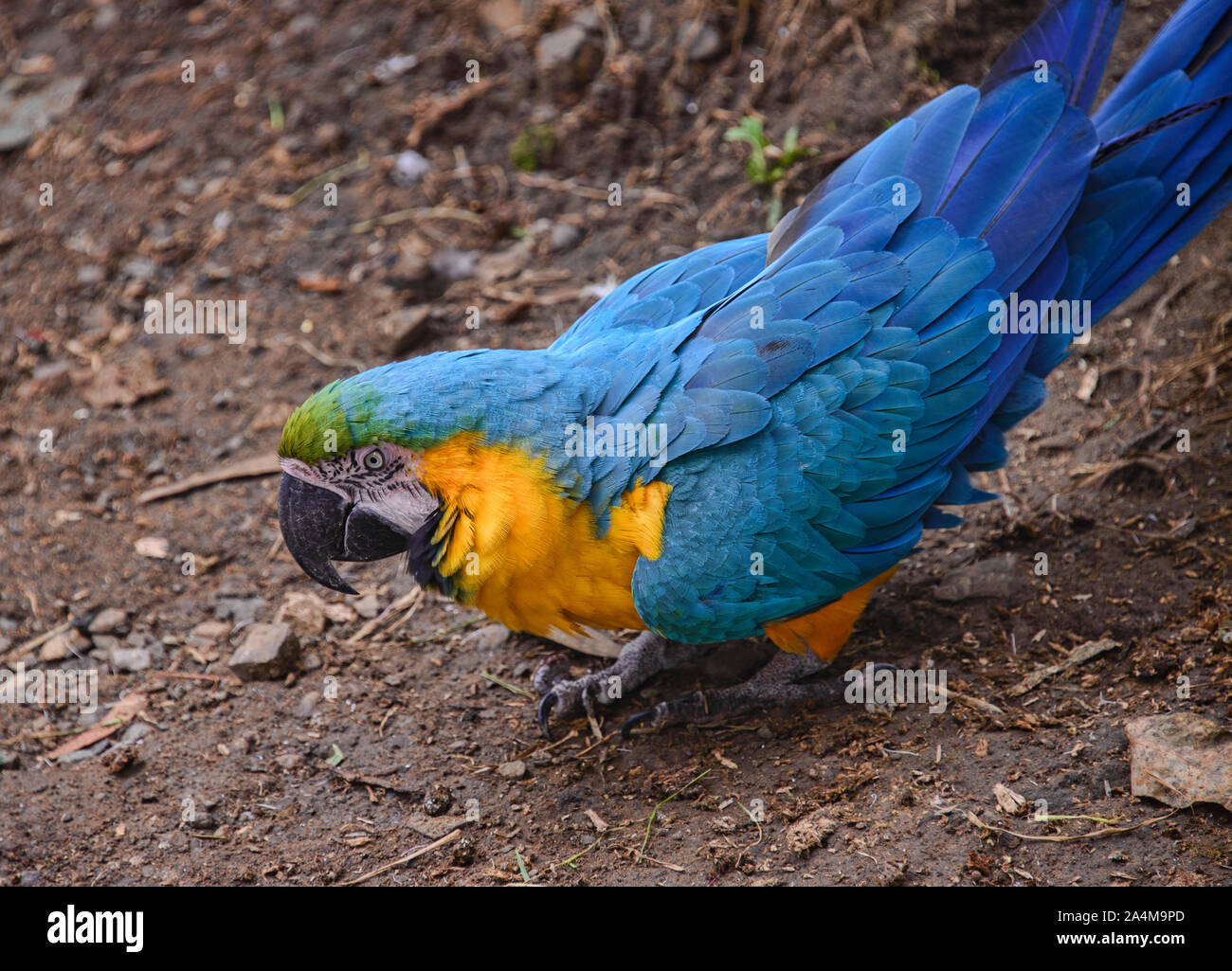 Blue and yellow macaw (Ara ararauna), Ecuador Stock Photo - Alamy