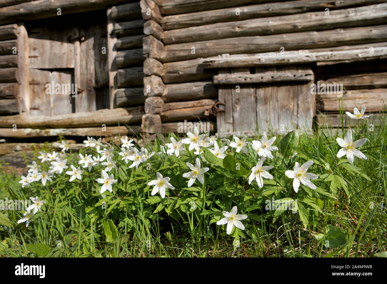 Old cottage - log cabin Stock Photo - Alamy