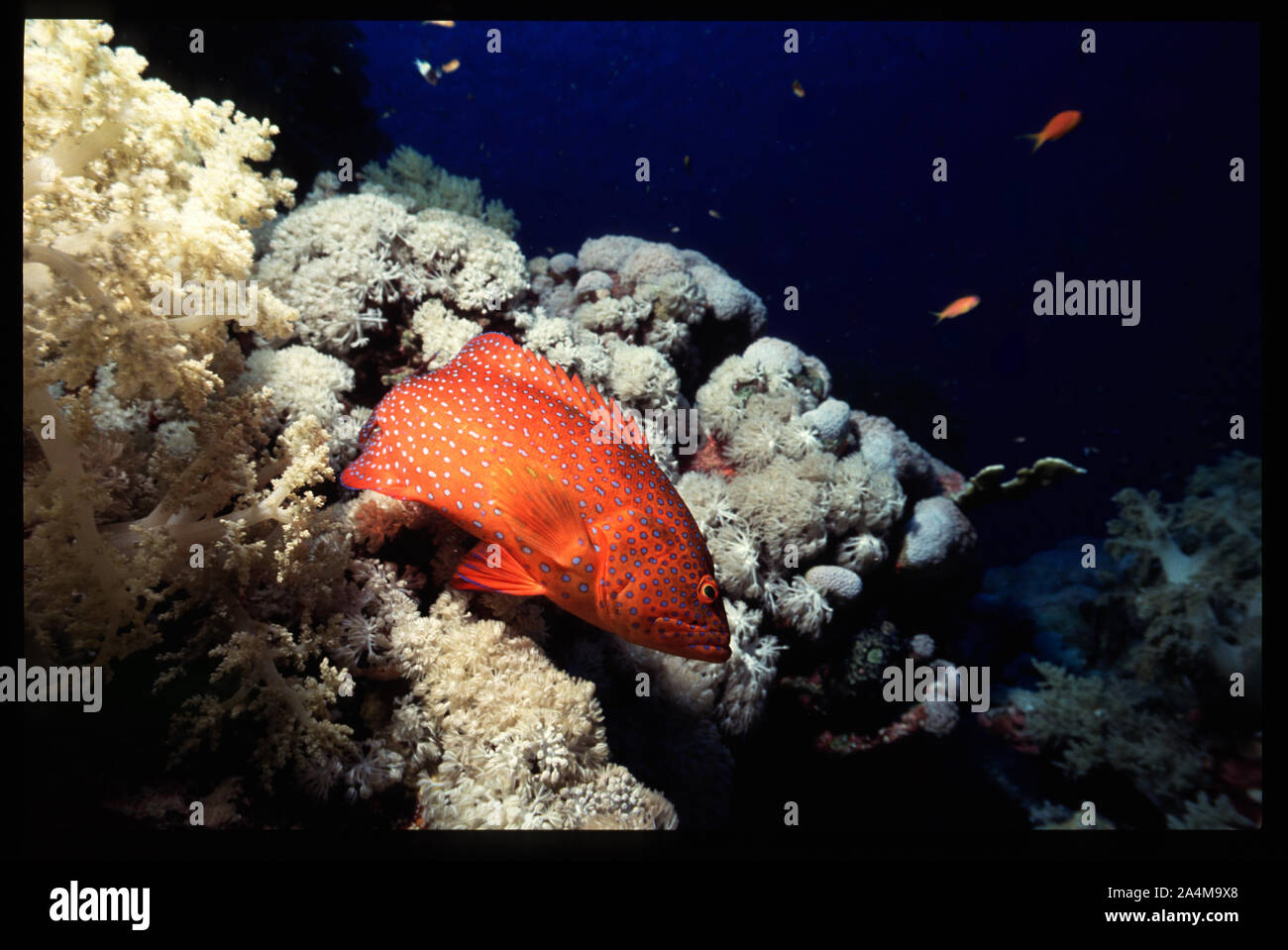 Sealife at the red sea Stock Photo - Alamy