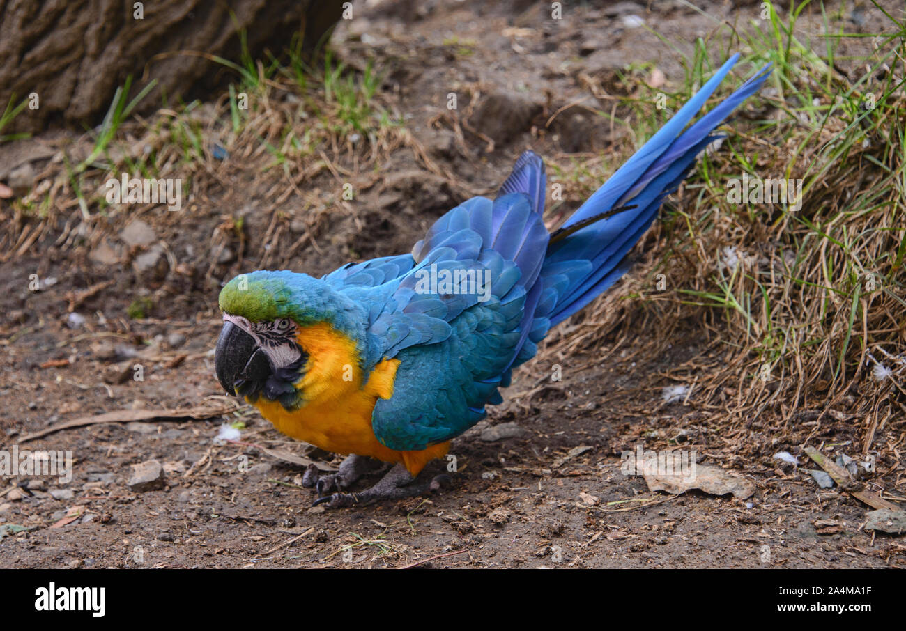 Blue and yellow macaw (Ara ararauna), Ecuador Stock Photo - Alamy