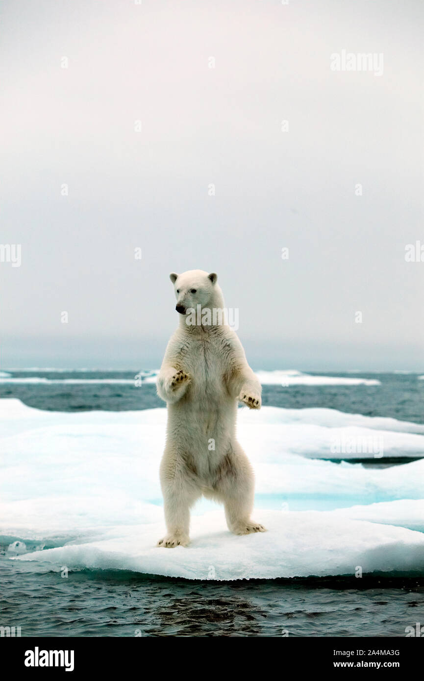Bear standing on two legs hi-res stock photography and images - Alamy