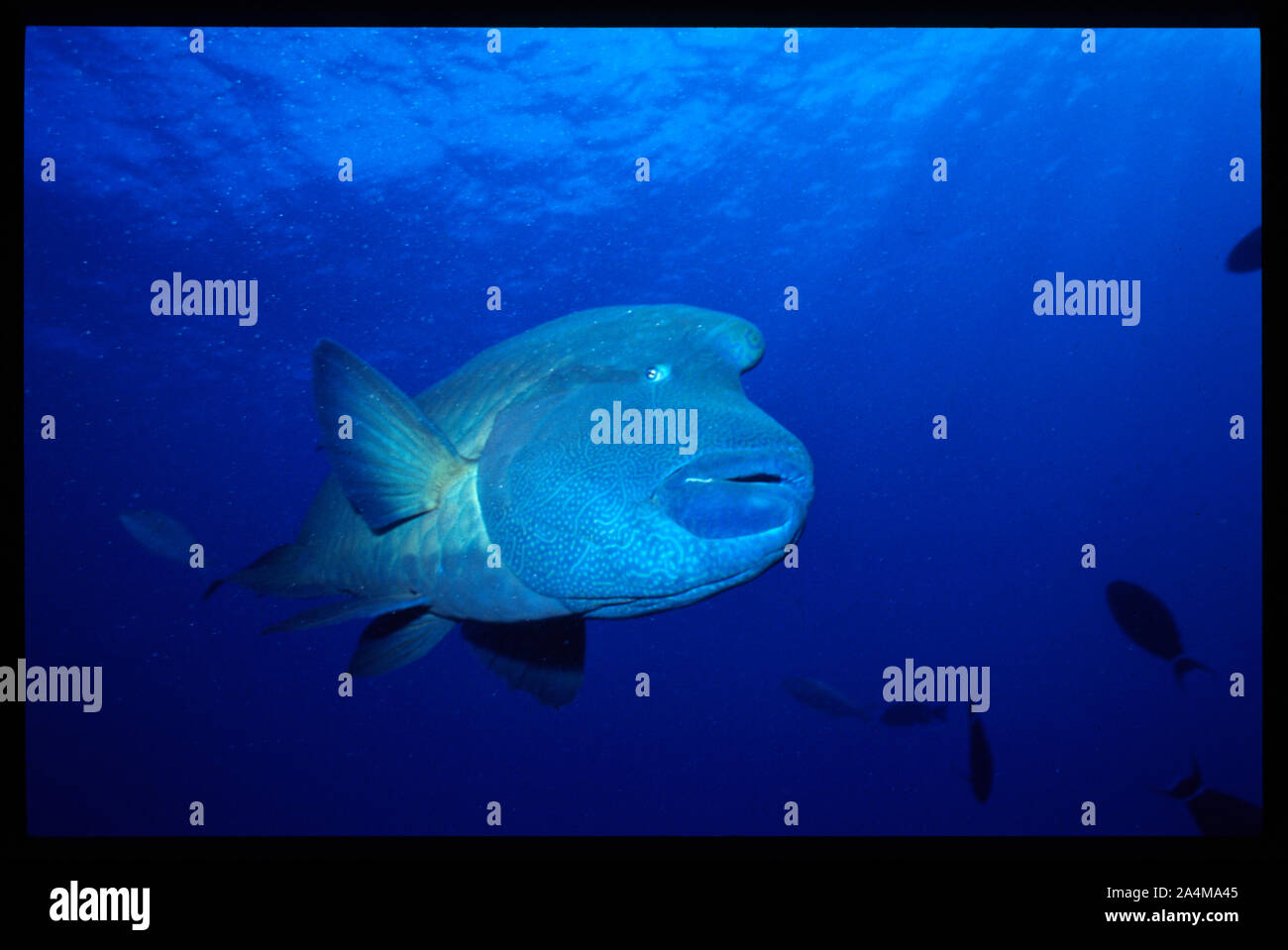 Napoleon fish, Red sea, Sharm El-Sheik, Egypt Stock Photo - Alamy