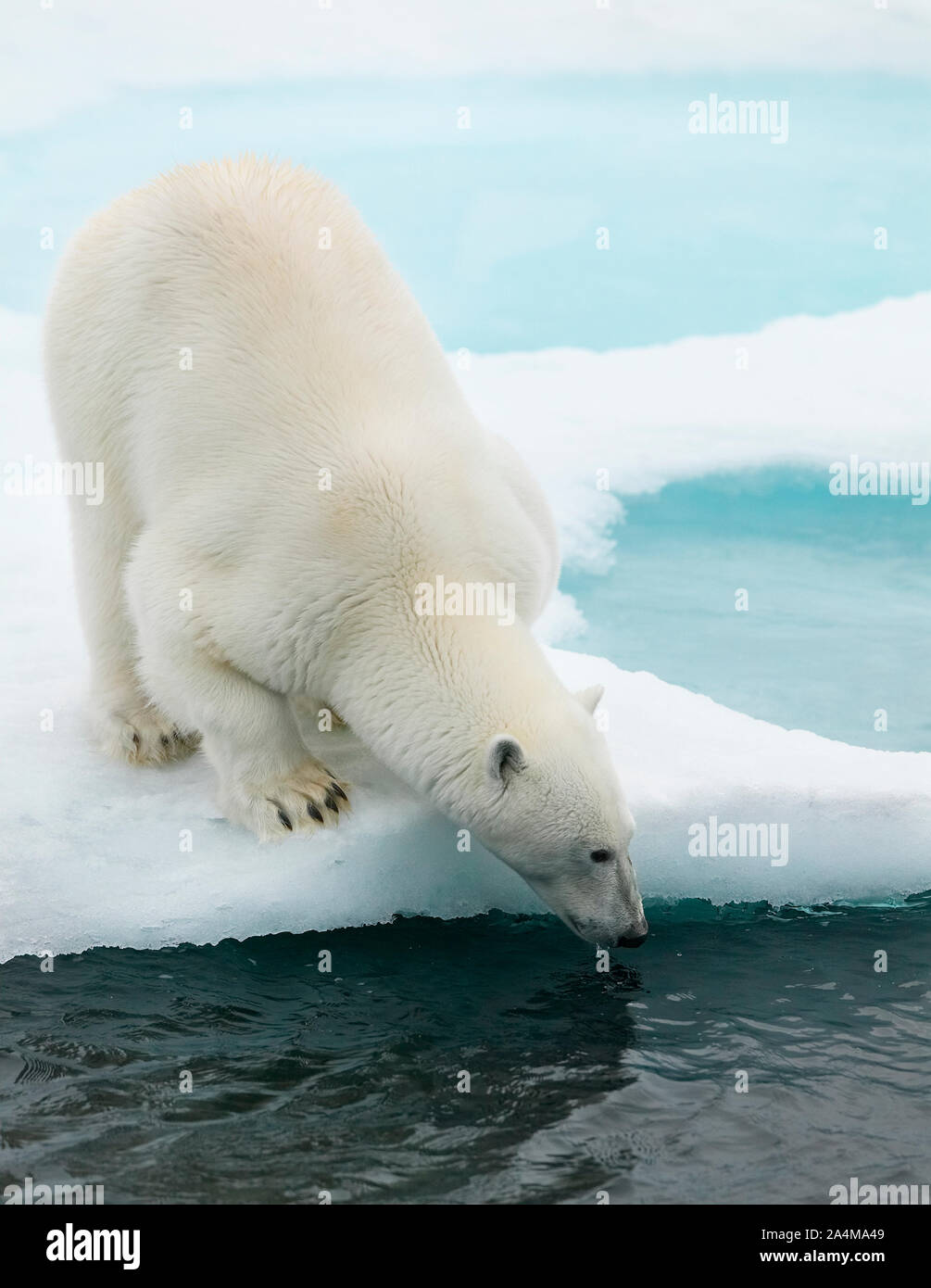 Polar bear drinking water hi-res stock photography and images - Alamy